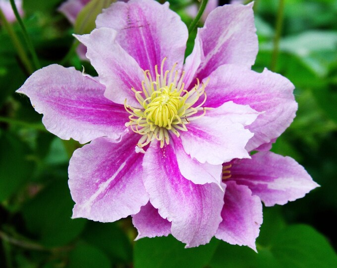 Clematis Flowering Vine Princess Anna Live Plant - Etsy