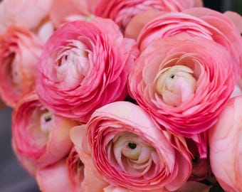 10 Ranunculus Asiaticus Tecolote 'merlot' Persian Buttercup Flower ...