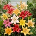 Lilium Asiatic 'bright Pixie' Bulbs red and White Tiger Lily to Plant ...