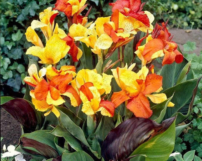 Lily Canna Cleopatra Variegated Leaf Bi Color Red and Yellow Flower ...