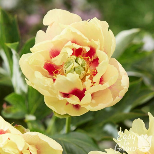 Peonies Plant Roots - Etsy