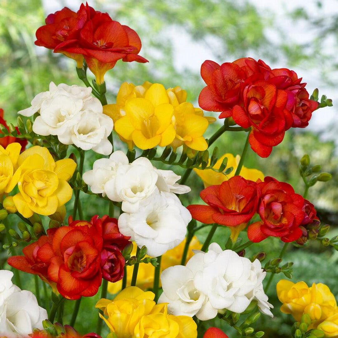 Freesia Fire & Ice Collection 45 Flower Bulbs, Fragrant Spring Blooms ...