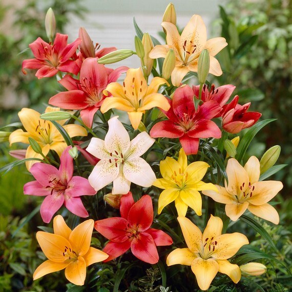 Lilium Flowers Bulbs