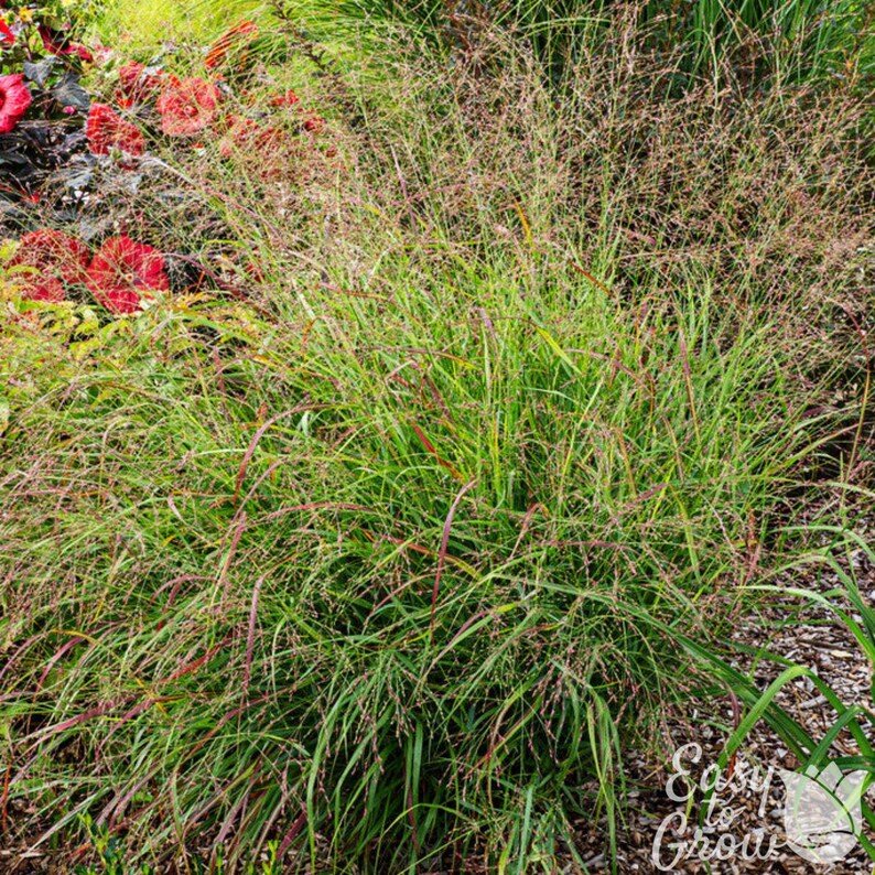 Shenandoah Grass 2 Potted Plants - Native Multicolor Foliage in Sun ...