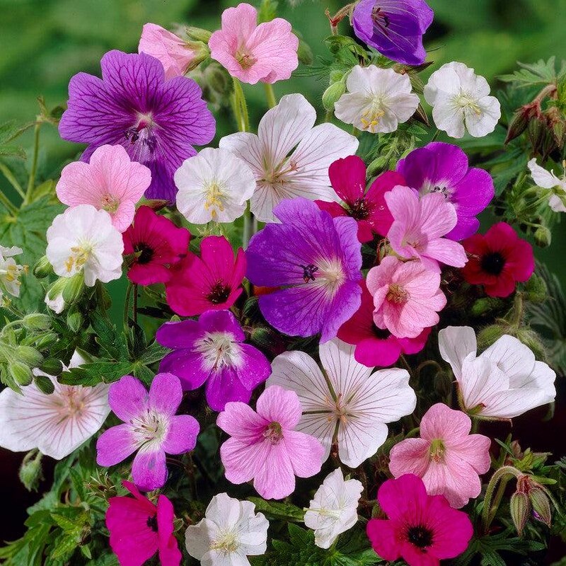 Hardy Geranium - Etsy