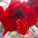 5 Amaryllis Ferrari Flower Bulbs From Easy to Grow - Etsy