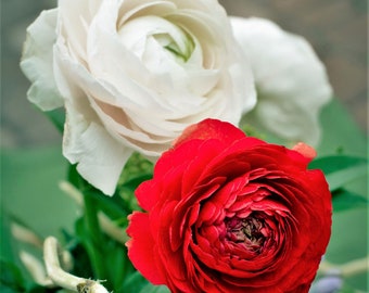 10 Ranunculus Asiaticus Tecolote 'merlot' Persian Buttercup Flower ...