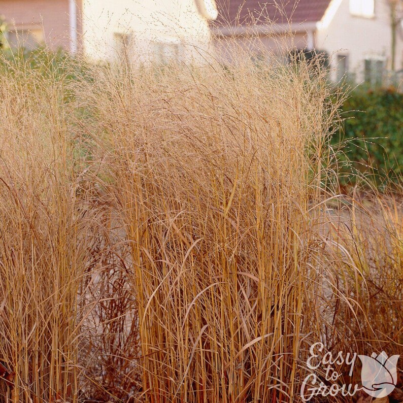 Shenandoah Grass 2 Potted Plants - Native Multicolor Foliage in Sun ...