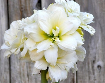 Amaryllis Bulb Etsy