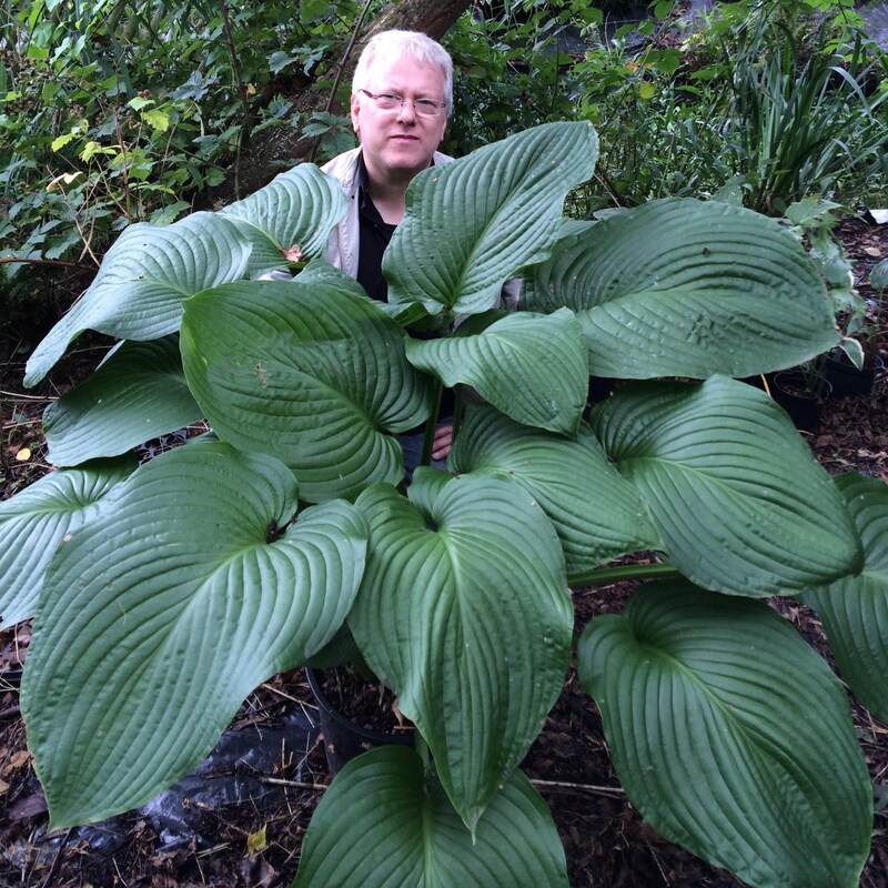 Rare Hostas - Etsy