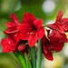 5 Amaryllis Ferrari Flower Bulbs From Easy to Grow - Etsy