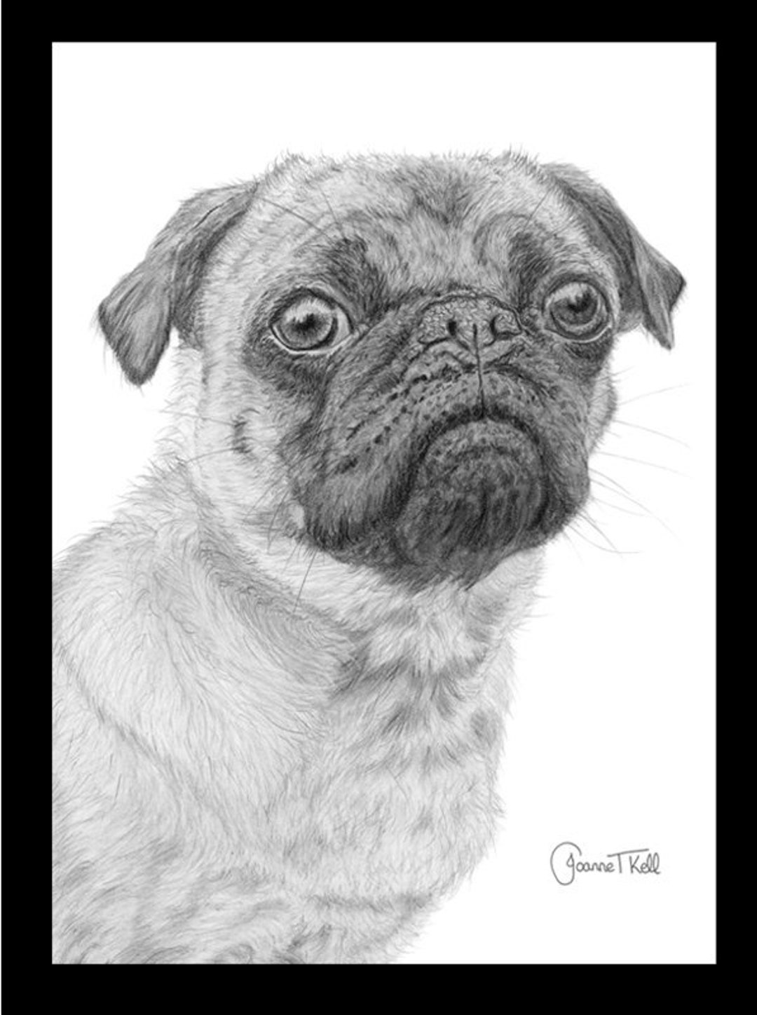 Pug Greetings Card – Original Pencil Drawing, Close Up - Etsy