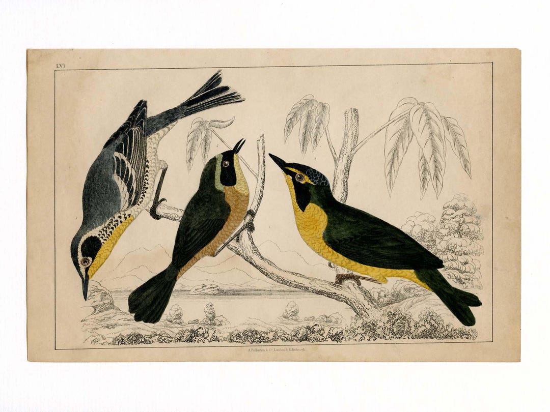 Antique Warbler Bird Print From 1853- Original Hand Coloured ...