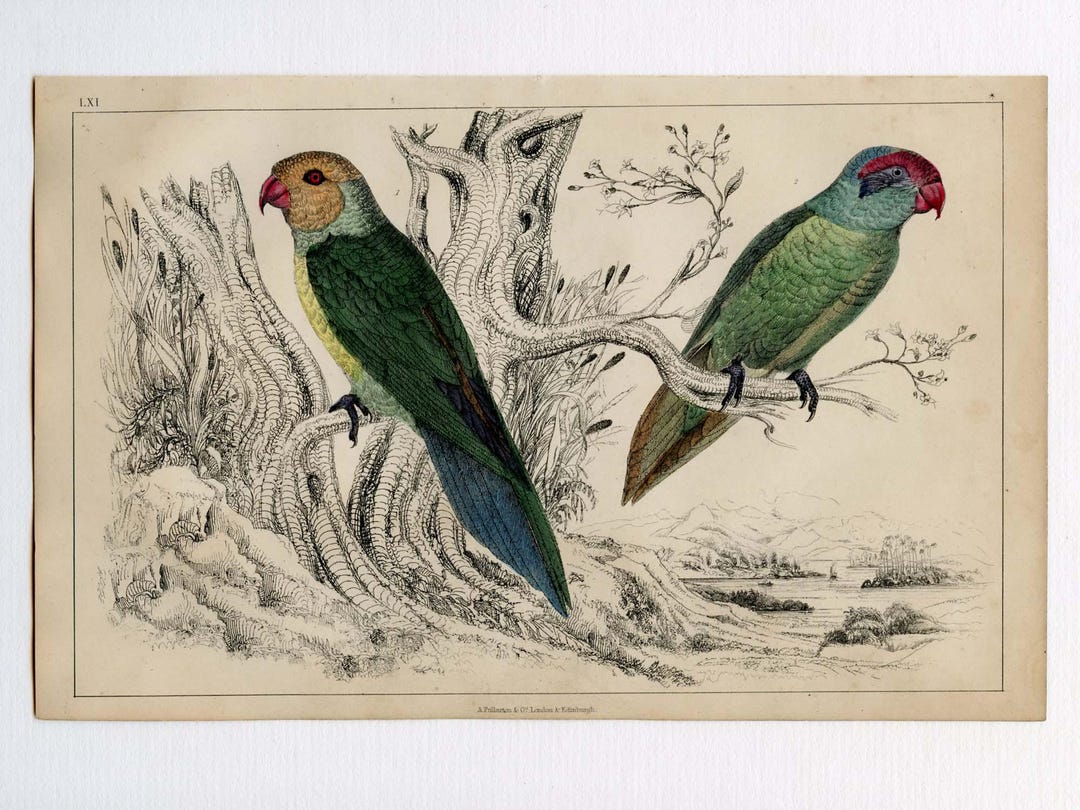 Antique Parakeet & Lorikeet Bird Print From 1853- Original Hand ...