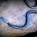 Hand Forged Rebar Snake Your Choice of Style - Etsy