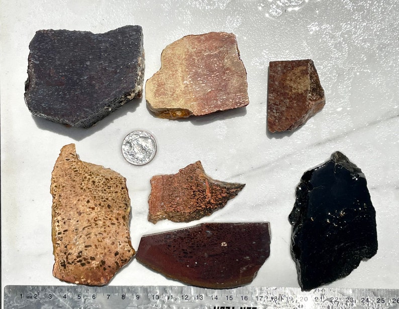 Real Agatized Dino Bone 7 Piece Parcel, Uncut Dinosaur Bone Lot ...