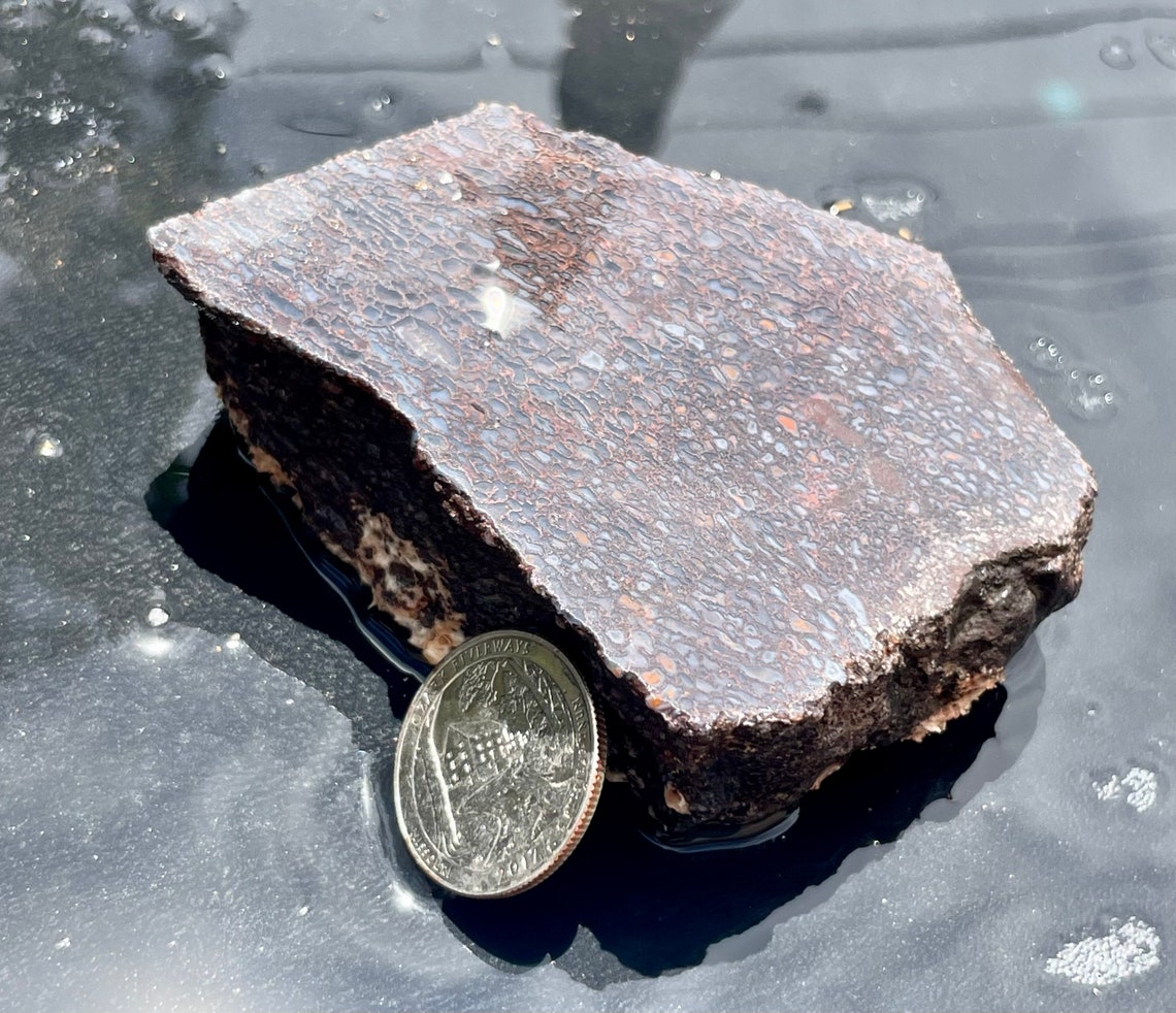 Real Agatized Dino Bone 7 Piece Parcel, Uncut Dinosaur Bone Lot ...