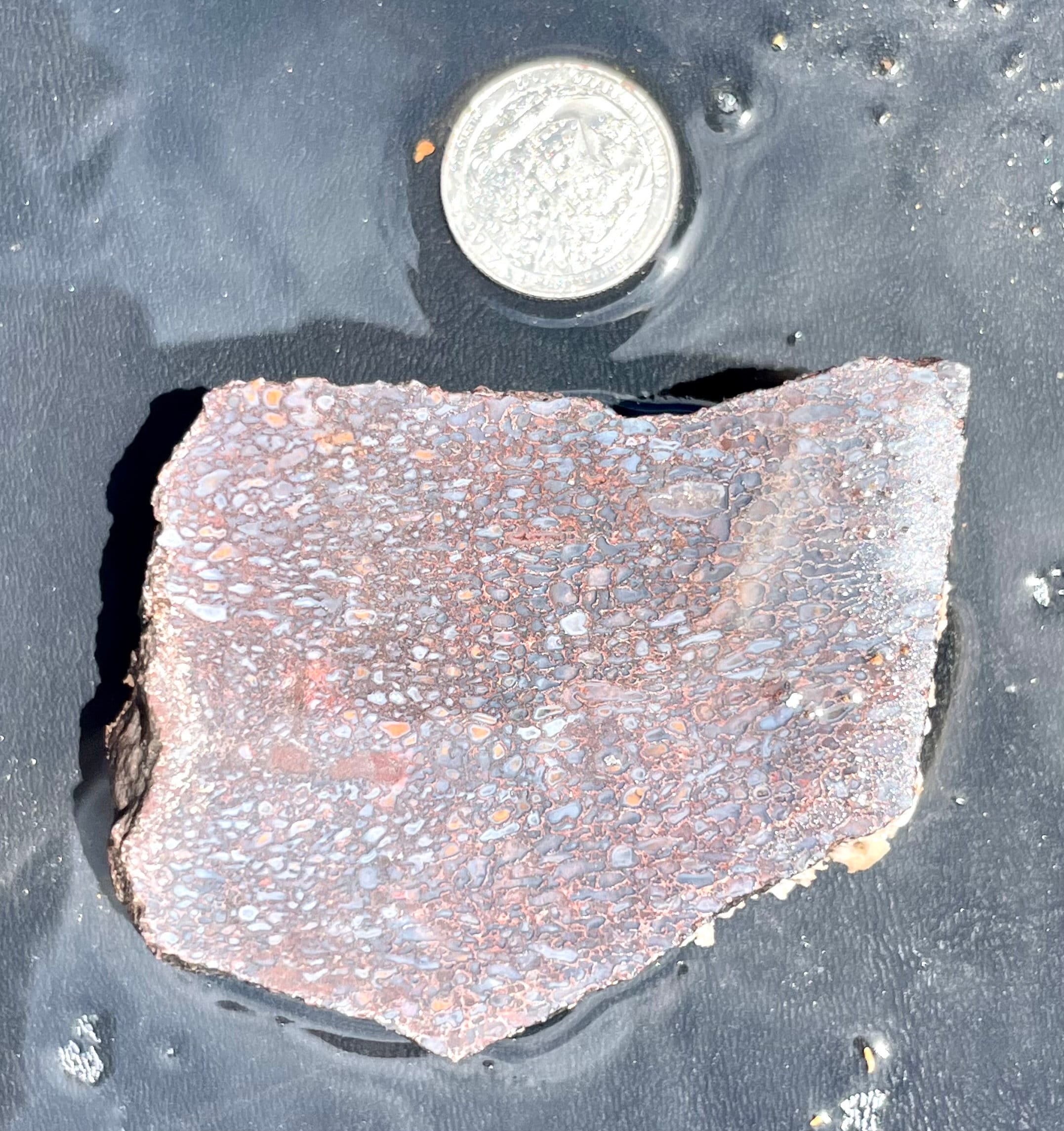 Real Agatized Dino Bone 7 Piece Parcel, Uncut Dinosaur Bone Lot ...