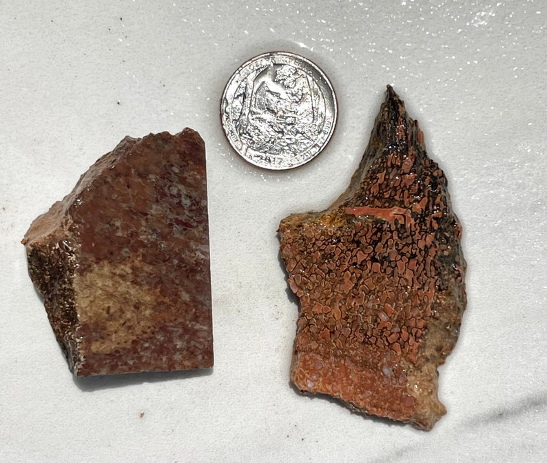 Real Agatized Dino Bone 7 Piece Parcel, Uncut Dinosaur Bone Lot ...