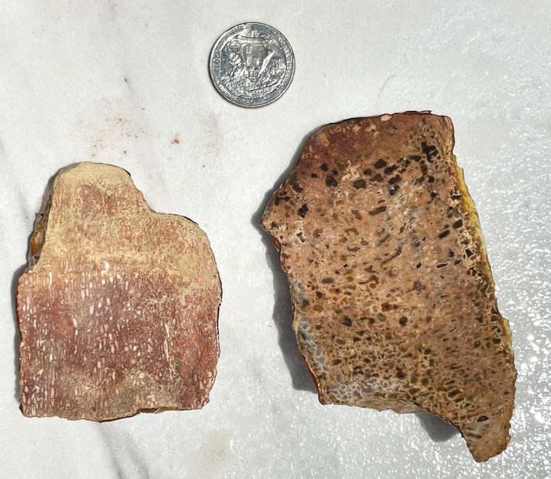 Real Agatized Dino Bone 7 Piece Parcel, Uncut Dinosaur Bone Lot ...