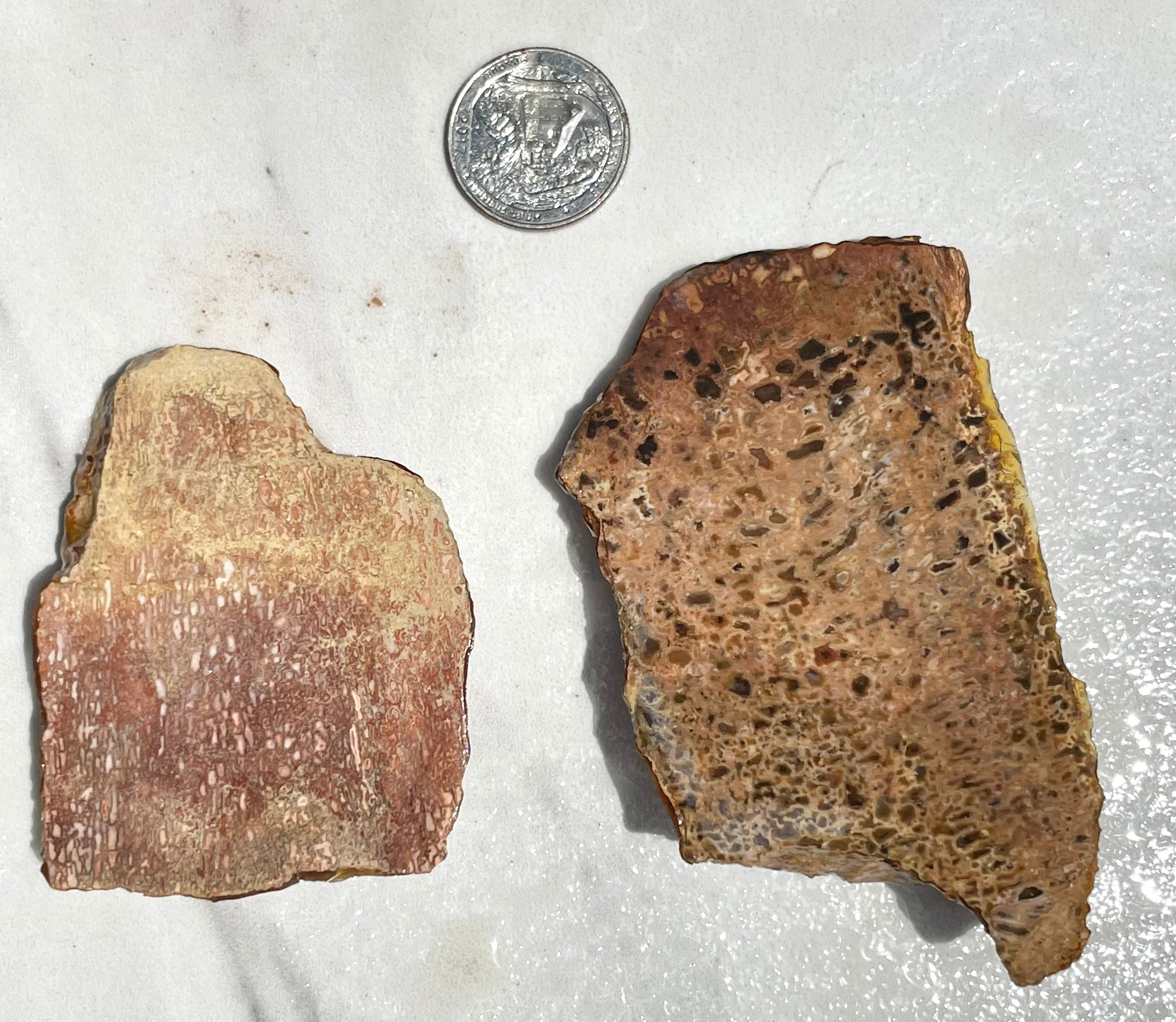 Real Agatized Dino Bone 7 Piece Parcel, Uncut Dinosaur Bone Lot ...