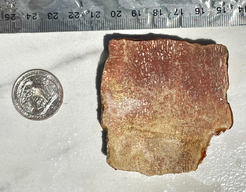 Real Agatized Dino Bone Slabs Lot, Uncut Dinosaur Bone Parcel ...