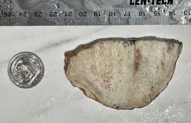 Real Agatized Dino Bone Slabs Lot, Uncut Dinosaur Bone Parcel ...