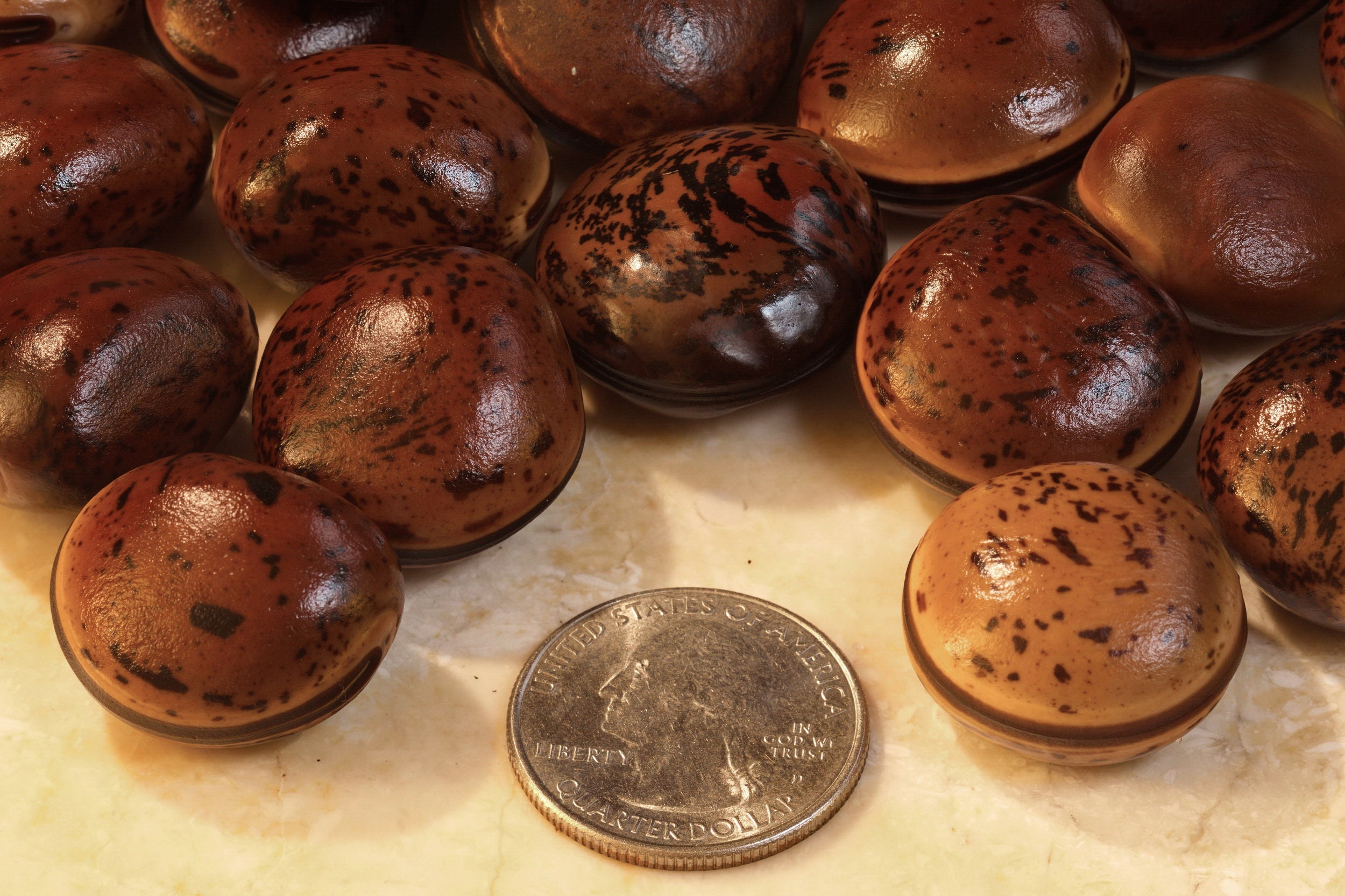 Sea Beans for sale | Only 2 left at -75%