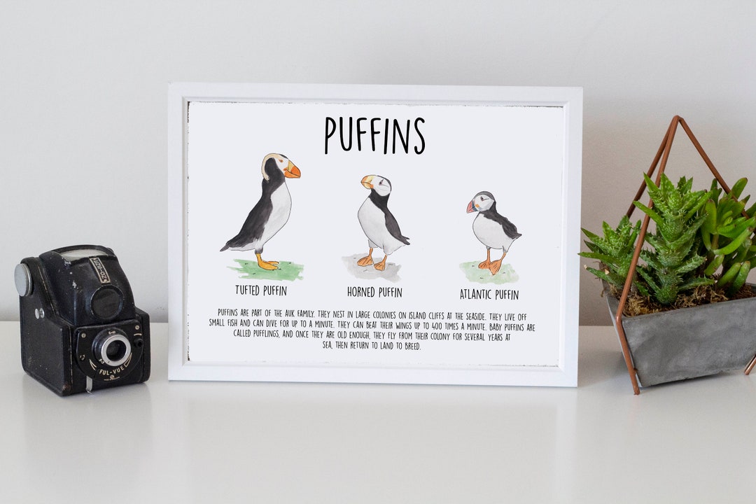 Types of Puffins / Puffin Watercolour Paintings - Etsy