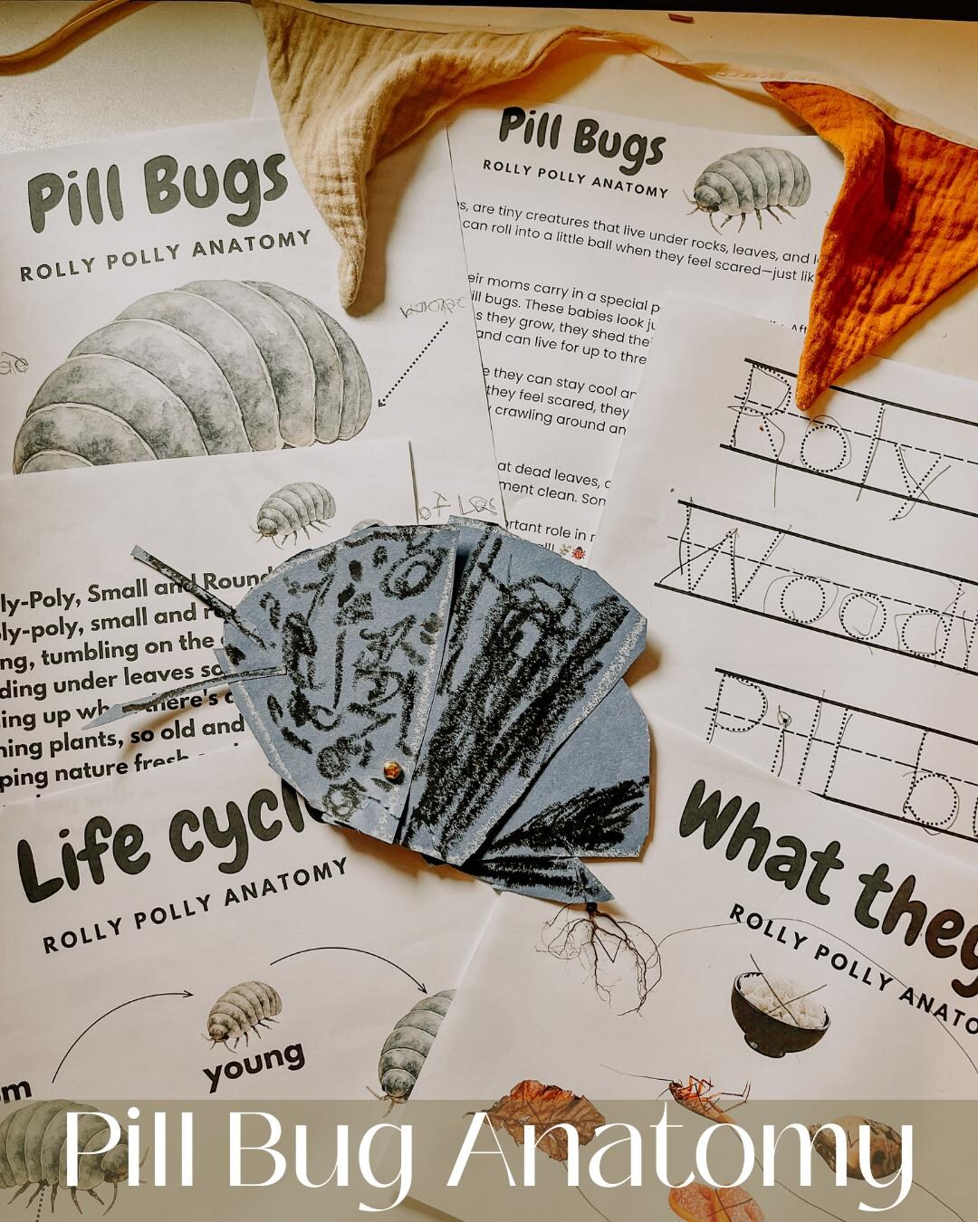 Pill Bug Roly Poly Anatomy Homeschool Resource Printable Kindergarten ...