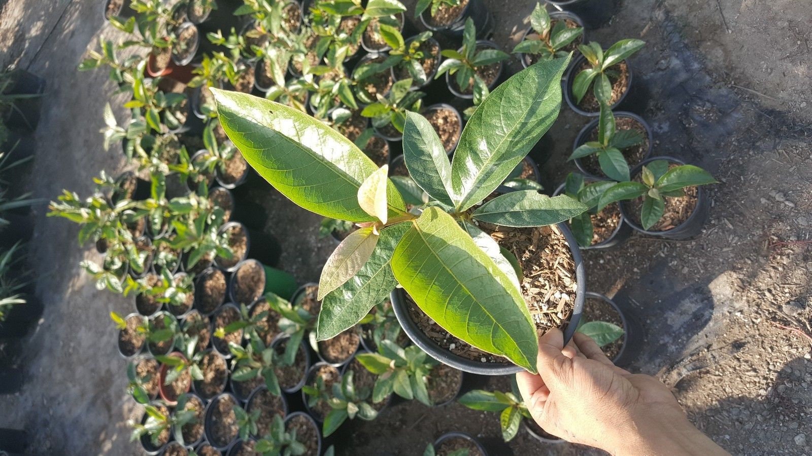 1 Byrsonima crassifolia Nance tree Nanche Changunga tree from | Etsy