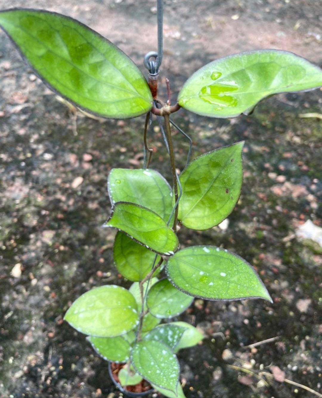 Hoya Puom Siam Ruby ((((hoya)))) Phyto-cer//// - Etsy