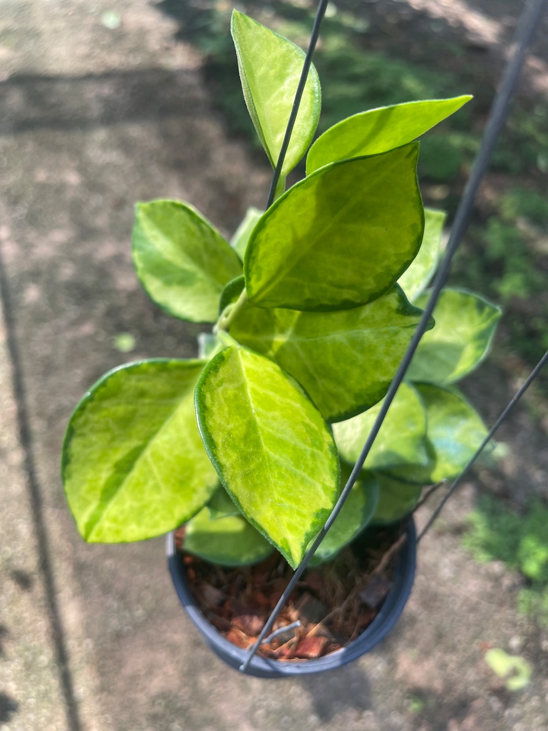 Hoya Australis Variegated ((hoya Fuzzy Leaves )) Free Phyto - Etsy