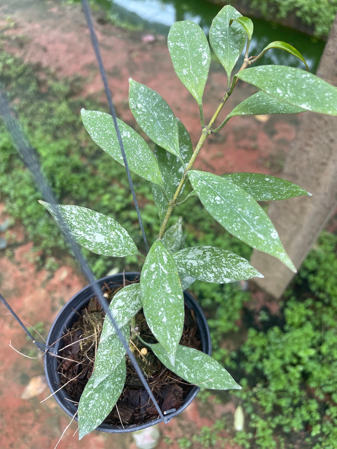 Hoya Multiflora (mini, Splash) ////free-phyto -cer//// - Etsy
