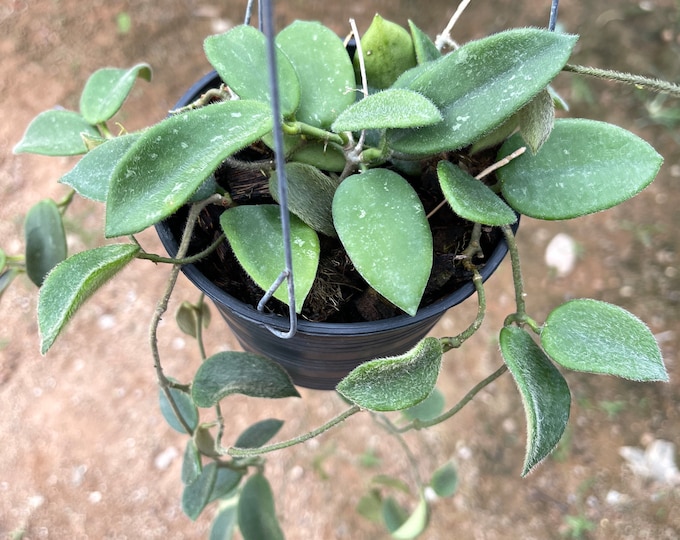 Hoya Nova Ghost Cutting for Propagation Rare Leaves Houseplant Vining ...