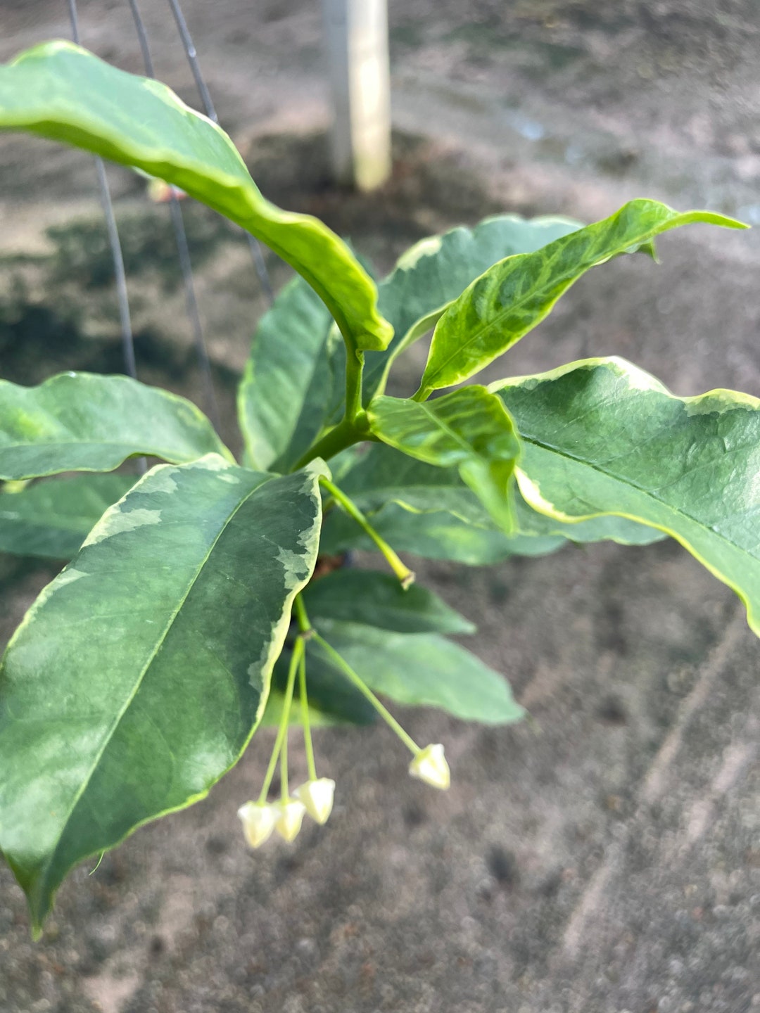 Hoya Multiflora Albomarginata (((((hoya-variegated)))) Phyto-cer:/// - Etsy