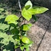 Hoya Puom Siam Ruby ((((hoya)))) Phyto-cer//// - Etsy