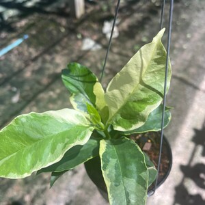 Hoya Multiflora Albomarginata (((((hoya-variegated)))) Phyto-cer:/// - Etsy