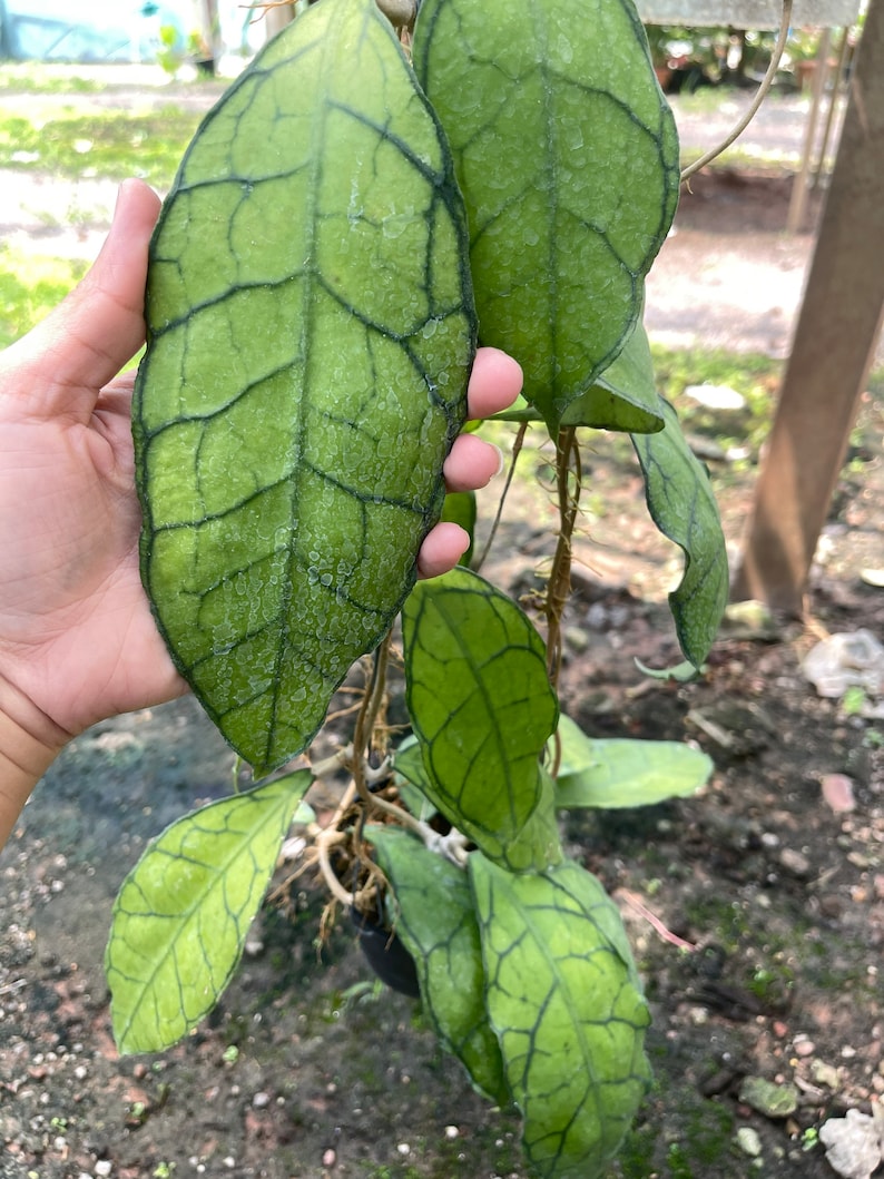Hoya Kalimantan PB (nap010)(((hoya-big-leafs)) ///phyto-cer////// - Etsy