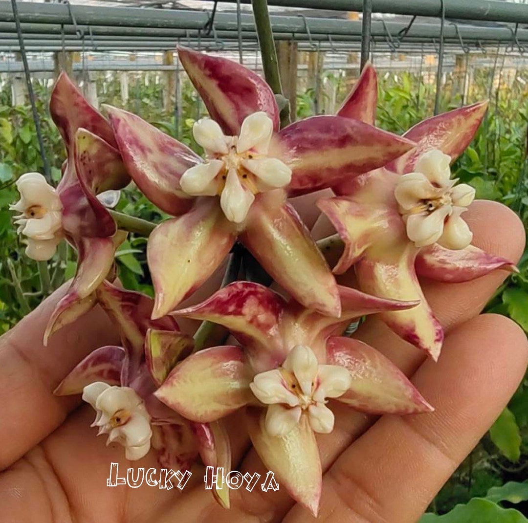 Hoya Imperialis Pink (((((hoya))))phyto_cer.//// - Etsy