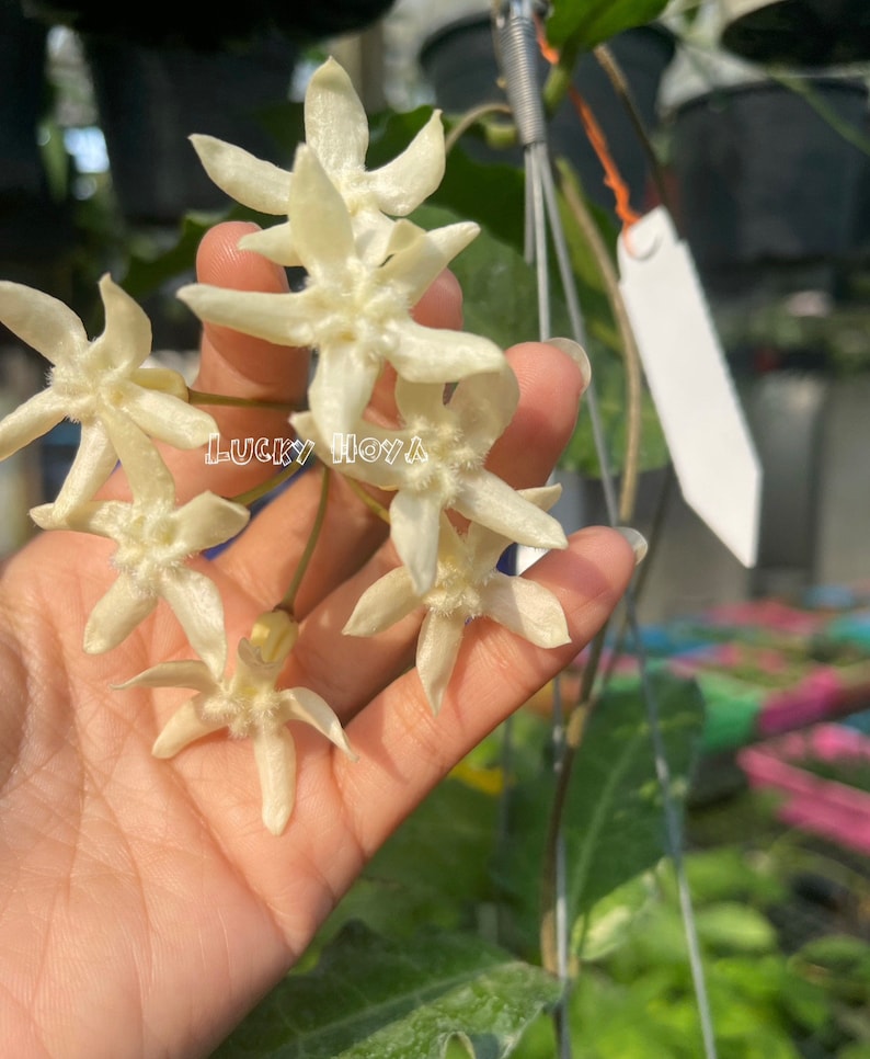 Hoya Versteegii ////free Phyto Cer /// - Etsy