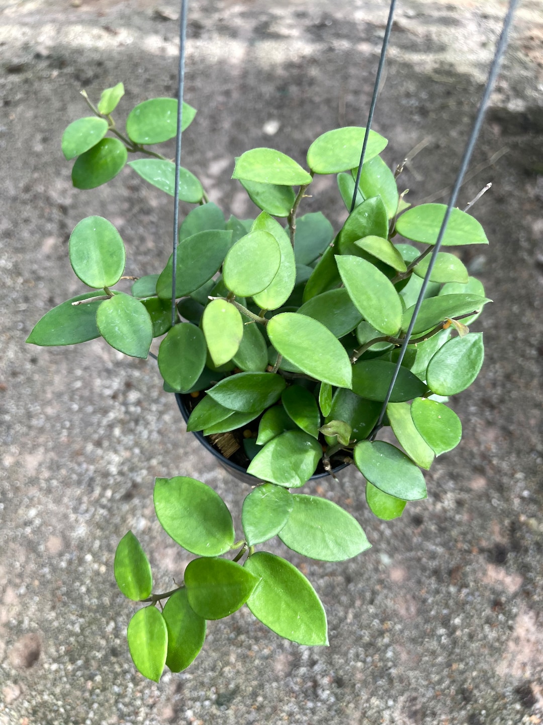 Hoya Cv.chouke (((((hoya Carnosa + Serpens))))) Phyto-cer//// - Etsy