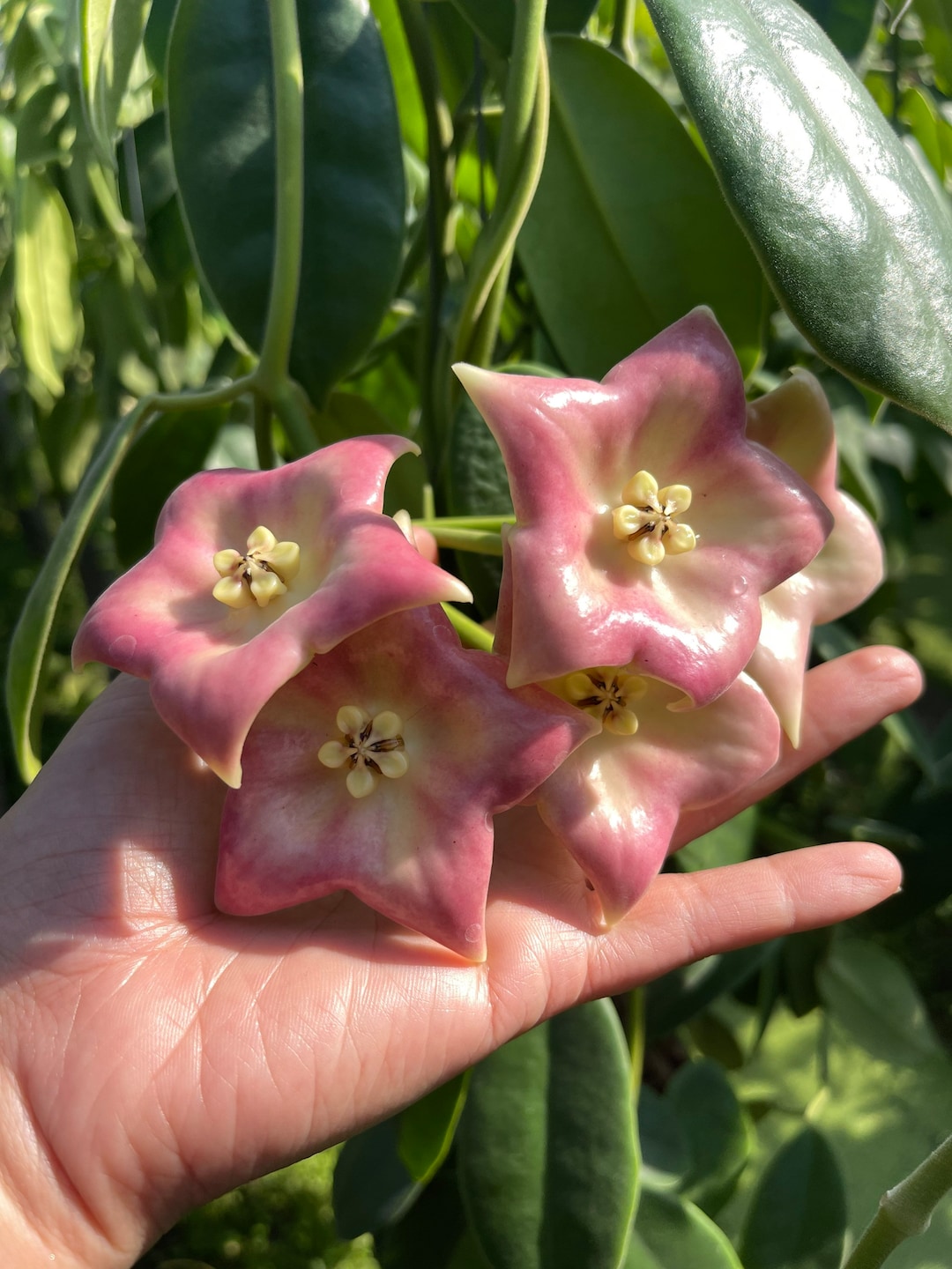 Hoya Monnette ((HOYA)) ##phyto Cer /// - Etsy