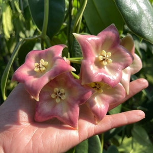 Hoya Monnette ((HOYA)) ##phyto Cer /// - Etsy