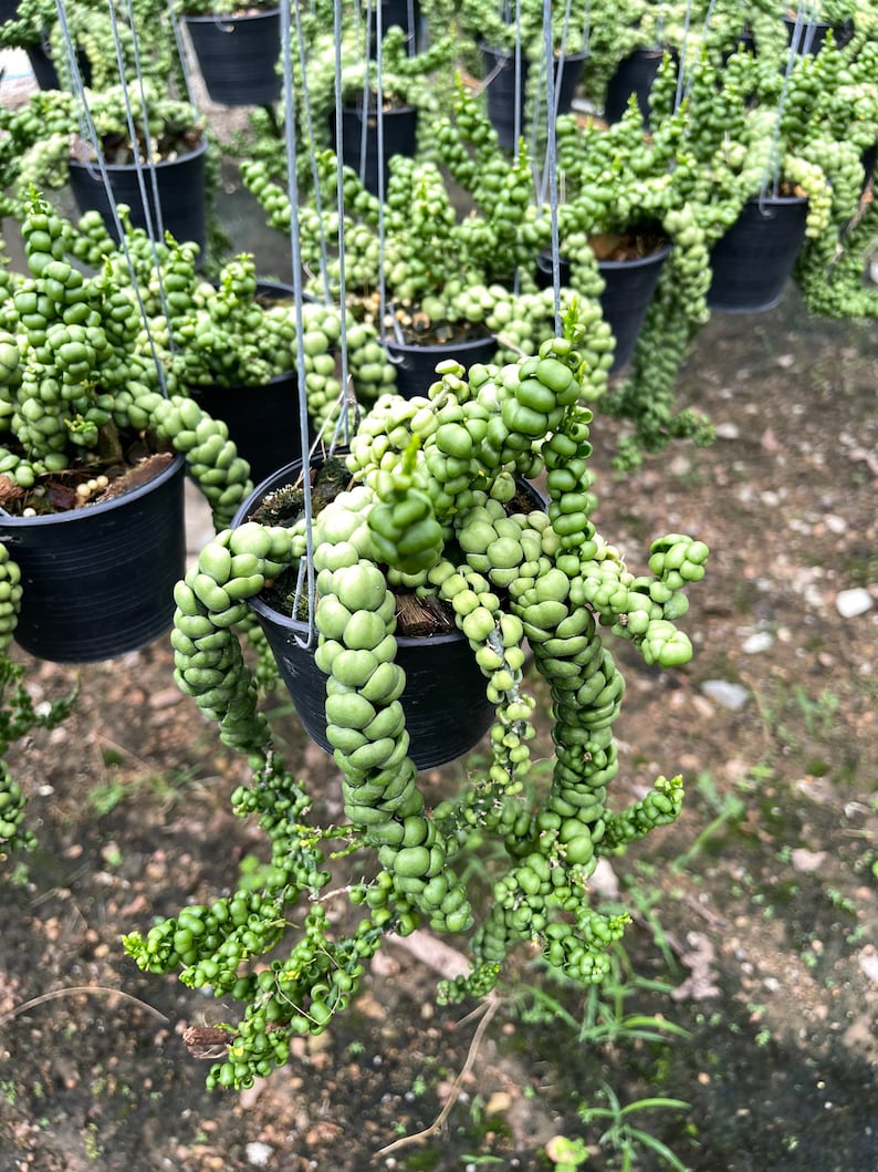 Dragon Jade ((((((dischidia Nummularia)))) Phyto -cer //// - Etsy