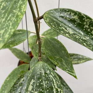 Hoya Rangsan Splash ((((hoya)))+phyto-cer//// - Etsy