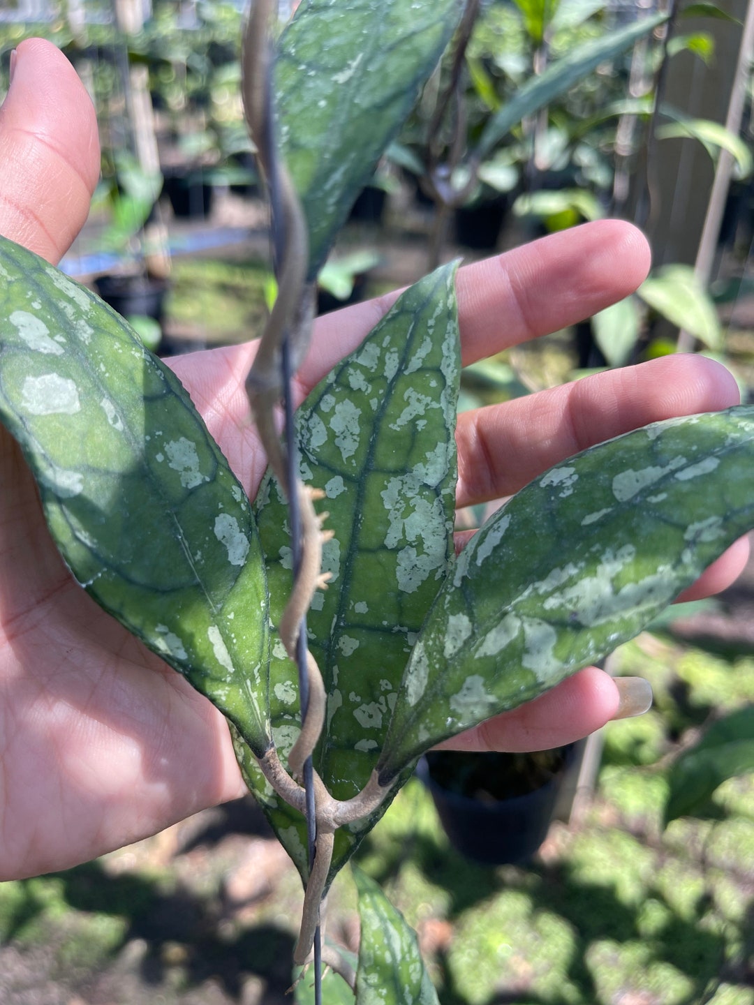 Hoya Finlaysonii Black Leaves Splash ((((hoya))))phyto-cer/// - Etsy