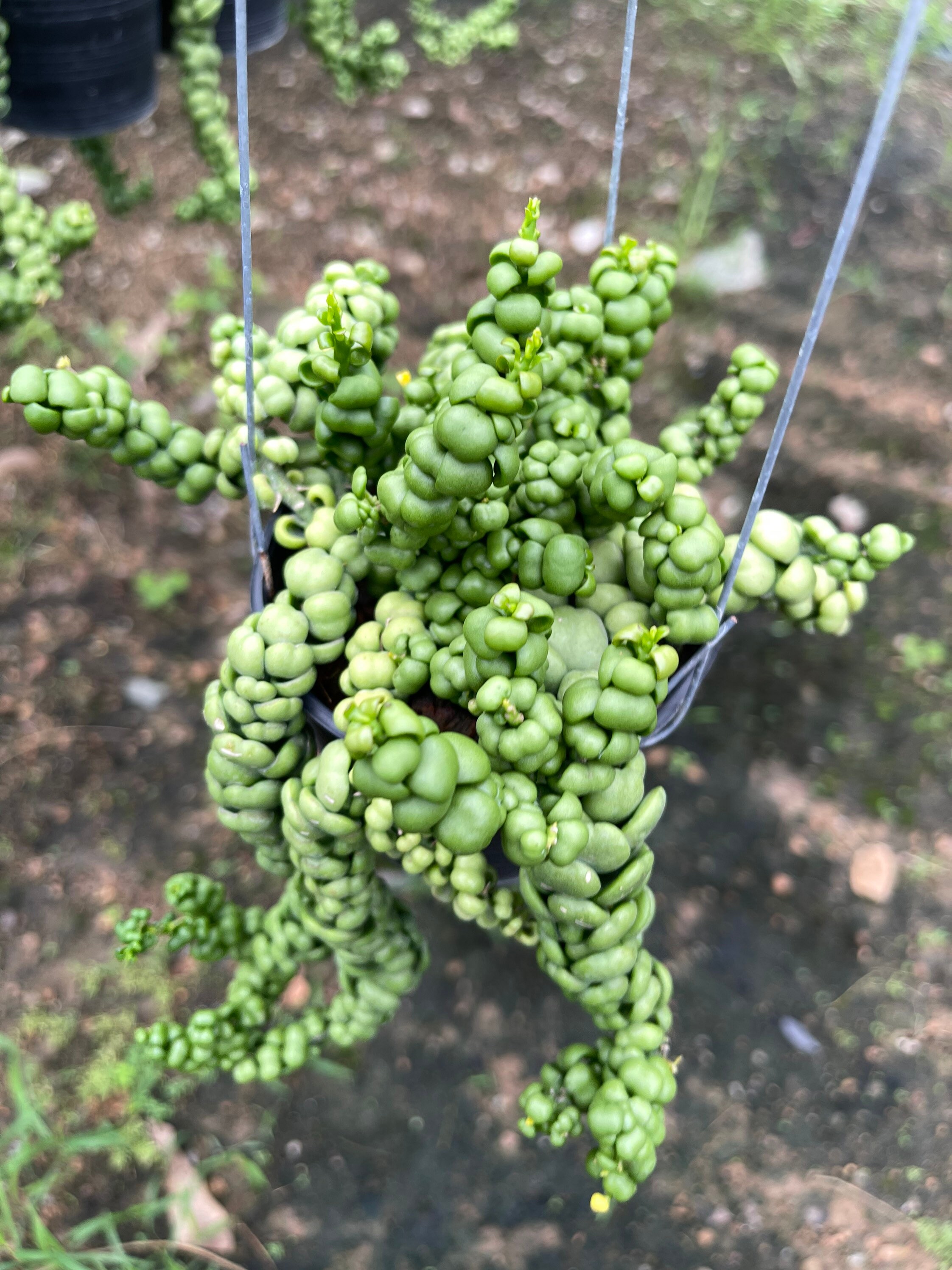 Dragon Jade ((((((dischidia Nummularia)))) Phyto -cer //// - Etsy