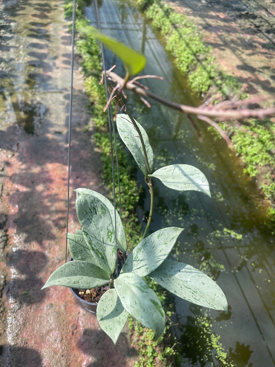 Hoya Pubicalyx Pink Silver Ghost Small hoya Photo-cer///// - Etsy