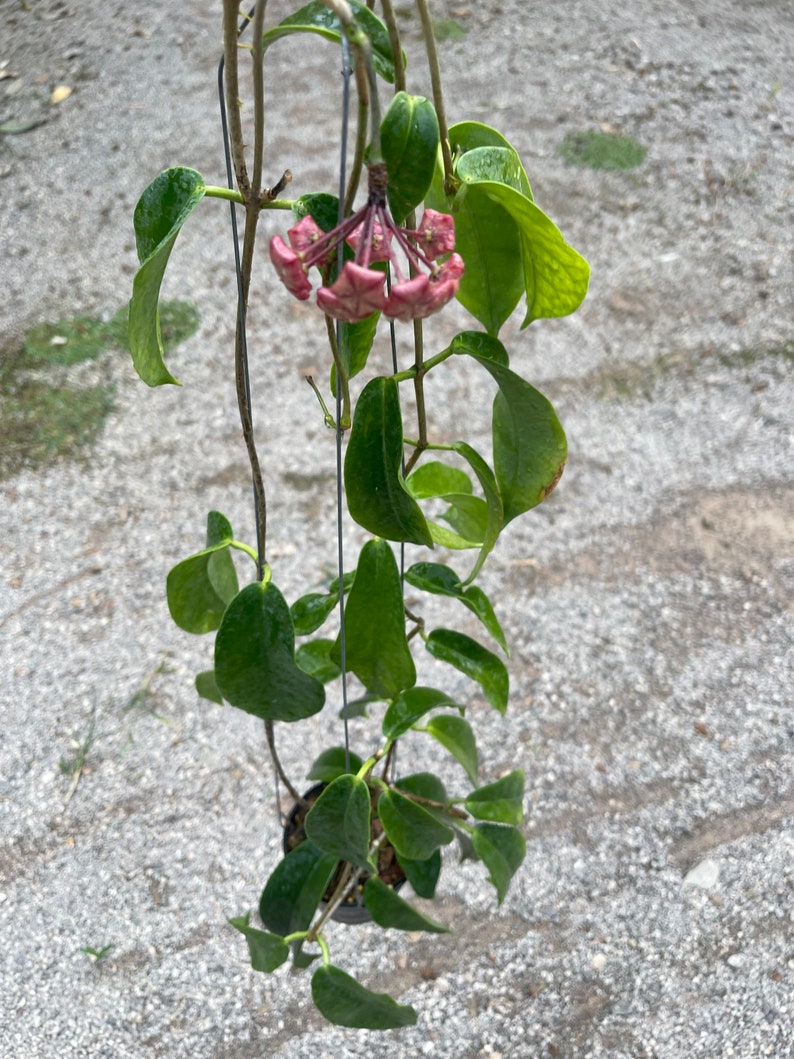 Hoya Subcalva ((((HOYA)) ##phyto Cer /// - Etsy